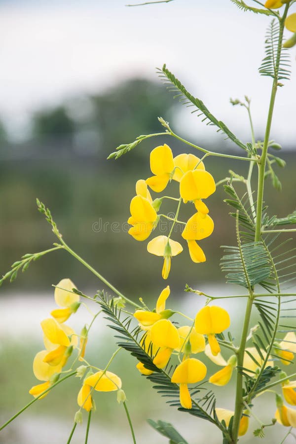 Sesbania Flower stock photo. Image of sesbania, thailand - 78500806