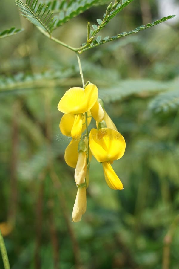 Sesbania flower stock image. Image of leaves, petal - 103184123
