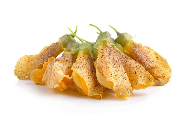 Sesbania Grandiflora Edible Flowers Stock Photo - Image of sesbania ...