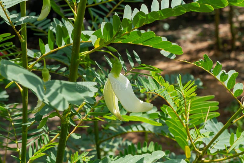 Sesbania Grandiflora Flower on Tree. Stock Photo - Image of white ...