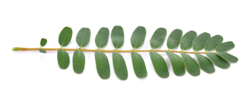 Sesbania Grandiflora Leaves on White Background Stock Photo - Image of ...