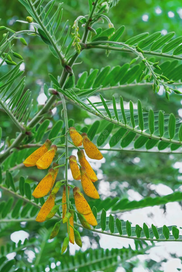 Prickly sesban flower stock photo. Image of eudicot, bears - 44747522
