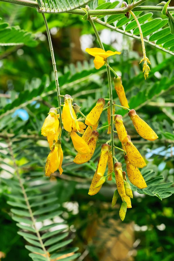 Prickly sesban flower stock photo. Image of eudicot, bears - 44747522