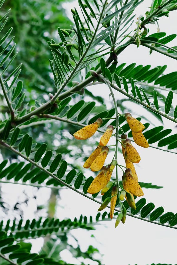 Sesbania stock photo. Image of edible, flora, fabaceae - 98339864