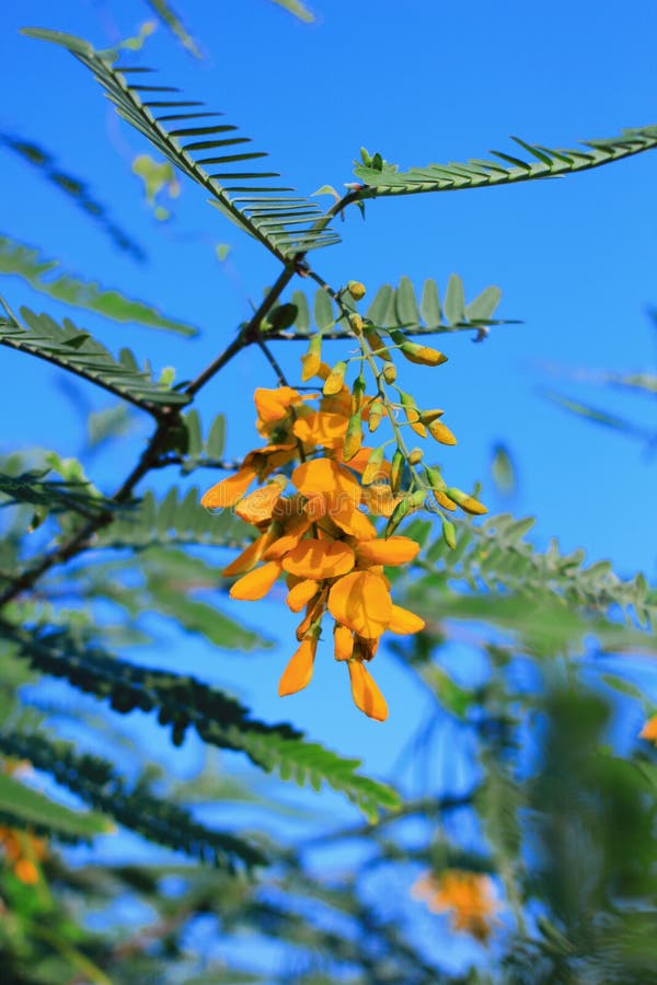 Sesbania stock image. Image of sesbania, beautiful, leaves - 67172287