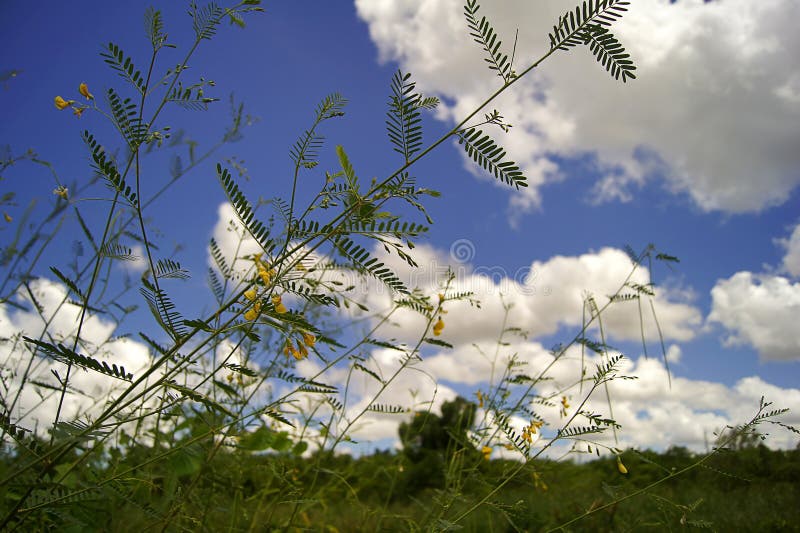 The sesbania javanica stock image. Image of fiber, tropical - 76720513