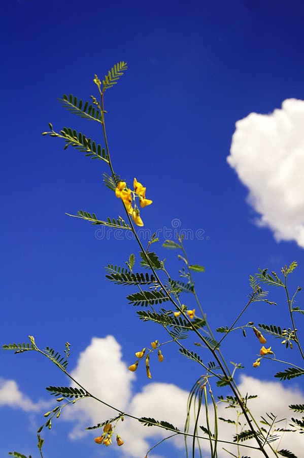 139 Sesbania Javanica Stock Photos - Free & Royalty-Free Stock Photos ...