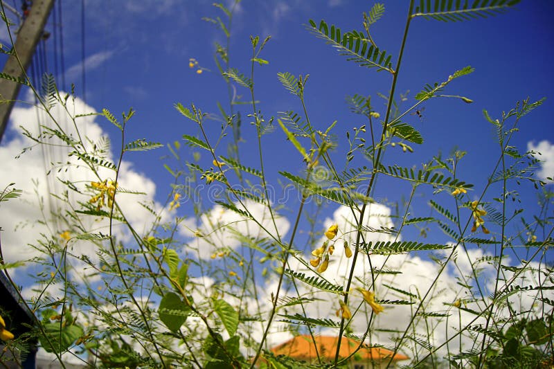 The sesbania javanica stock photo. Image of tropical - 76720660