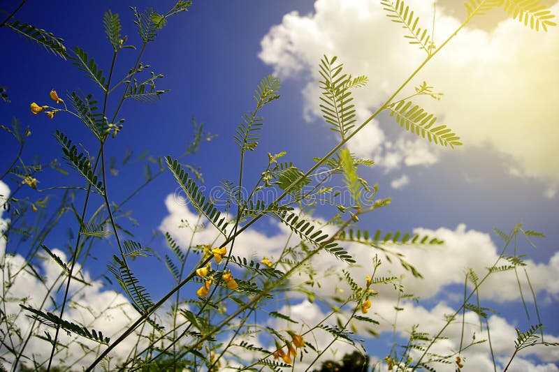 The Sesbania Javanica Backdrop is the Sky and the Clouds. Stock Image ...
