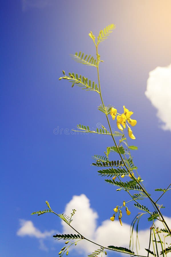 The Sesbania Javanica Backdrop is the Sky and the Clouds. Stock Photo ...