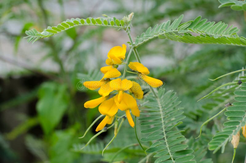 Sesbania javanica stock image. Image of bloming, herb - 47468105