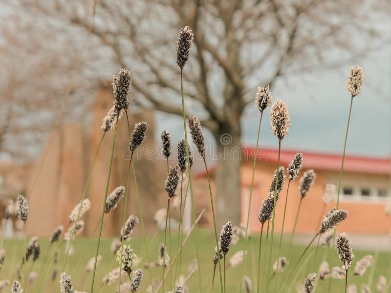 Sesleria Blue Grass Thriving in a Garden Setting Stock Image - Image of ...