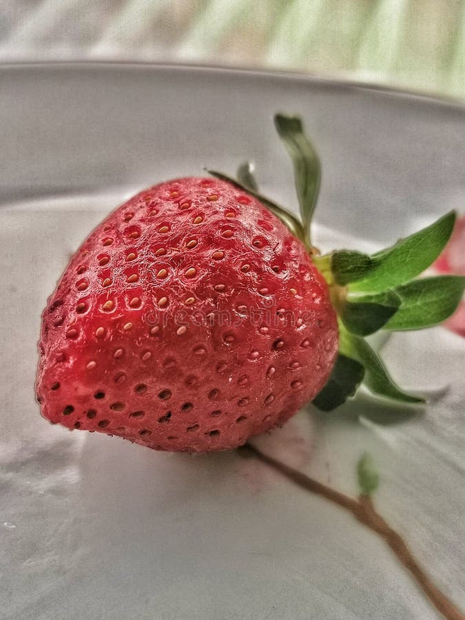 Seson spring fruit stock photo. Image of fruit, shrub - 190221970