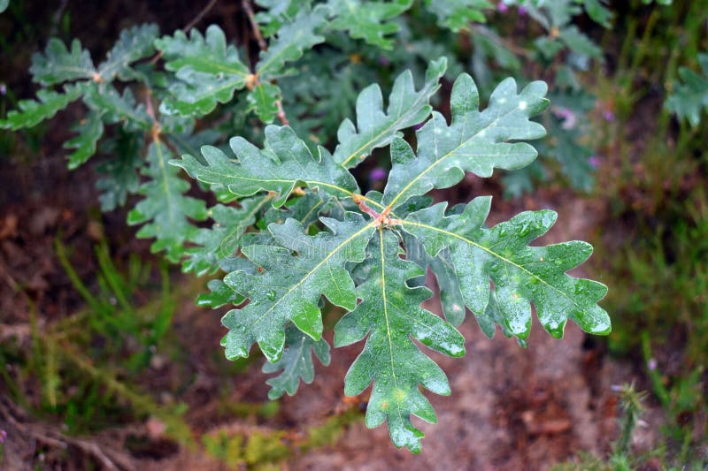 Sessile Oak (Quercus Petraea) Stock Photo - Image of horizontal, people ...