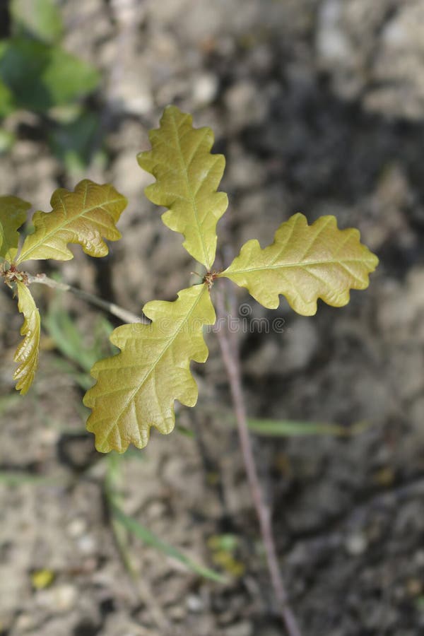 Sessile oak stock image. Image of durmast, leaf, nature - 274880653
