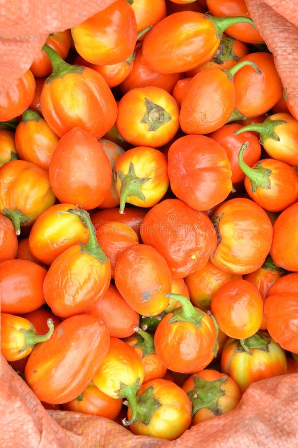 Session sample food stock image. Image of natural, session - 75304241