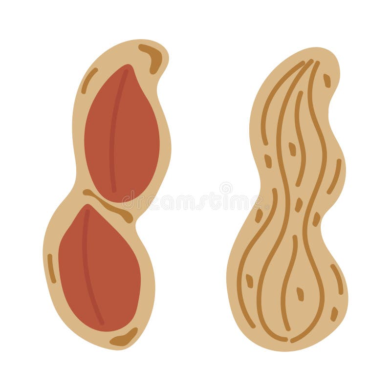 Set of Abstract Vector Illustrations of Peanuts. a Simple Ground Nut ...