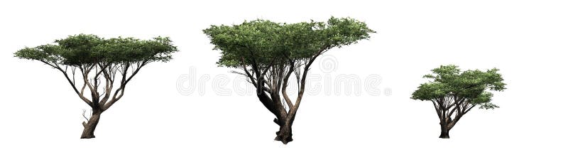 Set of Acacia trees stock illustration. Illustration of branch - 143480074