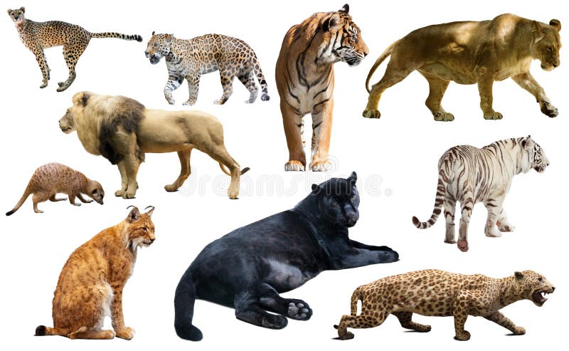 Set of predators stock image. Image of endangered, carnivore - 32824063