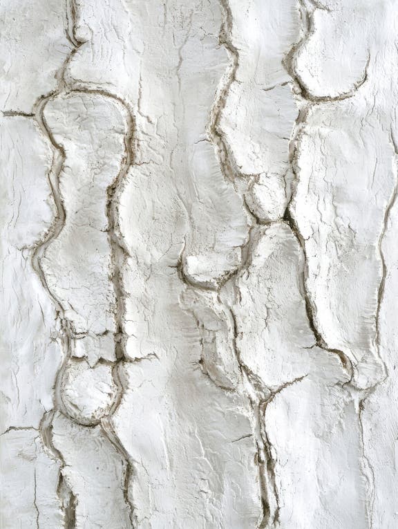 Set Against a Stark White Backdrop, this Tree Bark Features Earthy ...