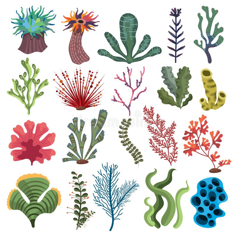 Set of Algae. Collection of Cartoon Algae. Vector Illustration for ...