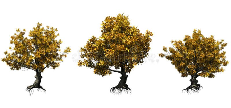 Set of American Beech Trees in the Autumn on White Background Stock ...