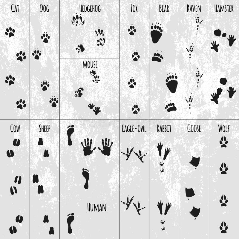 Animal trails stock vector. Illustration of footprints - 7692996