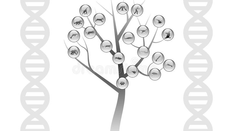Evolution Tree Illustration Stock Vector - Illustration of isolated ...