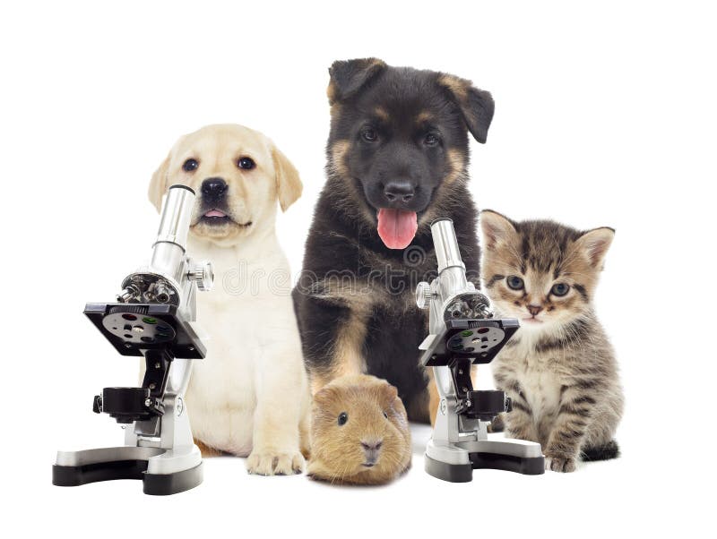 Set of animals stock photo. Image of doctor, cute, healthy - 69509088