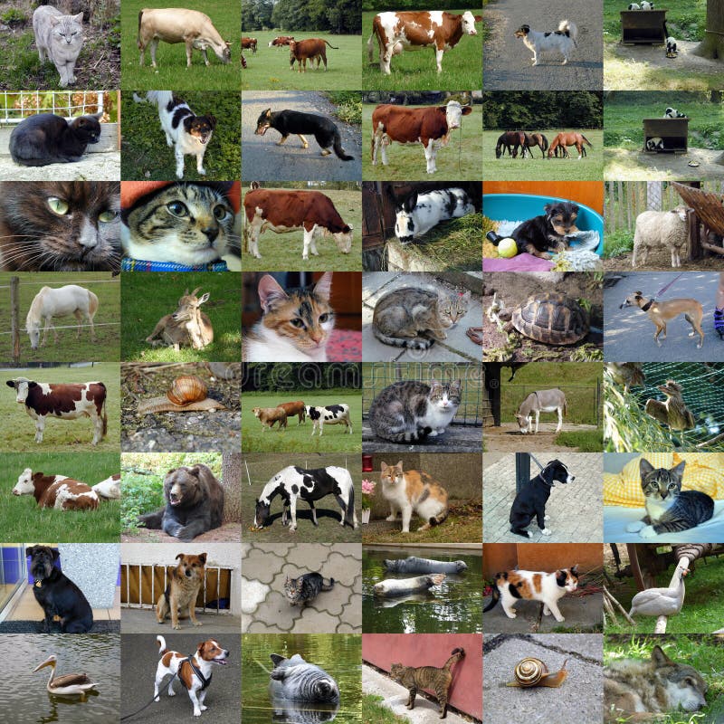 Set of 48 animals photos stock image. Image of mammals - 61873345