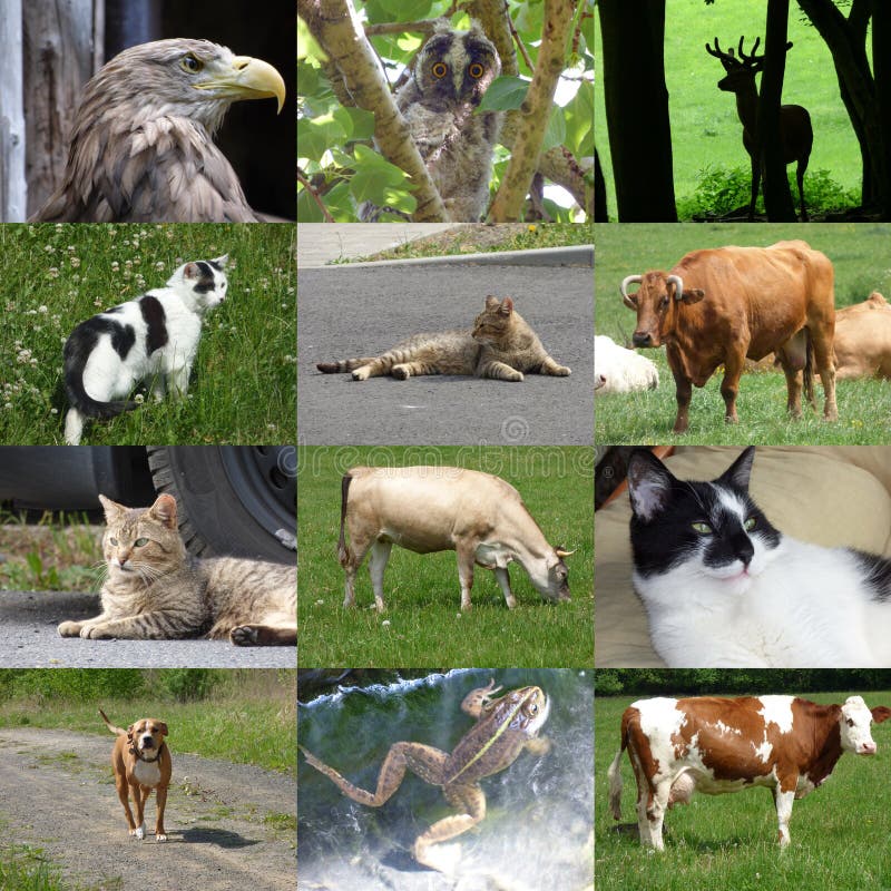 Set of 12 animals photos stock image. Image of mammal - 72721471