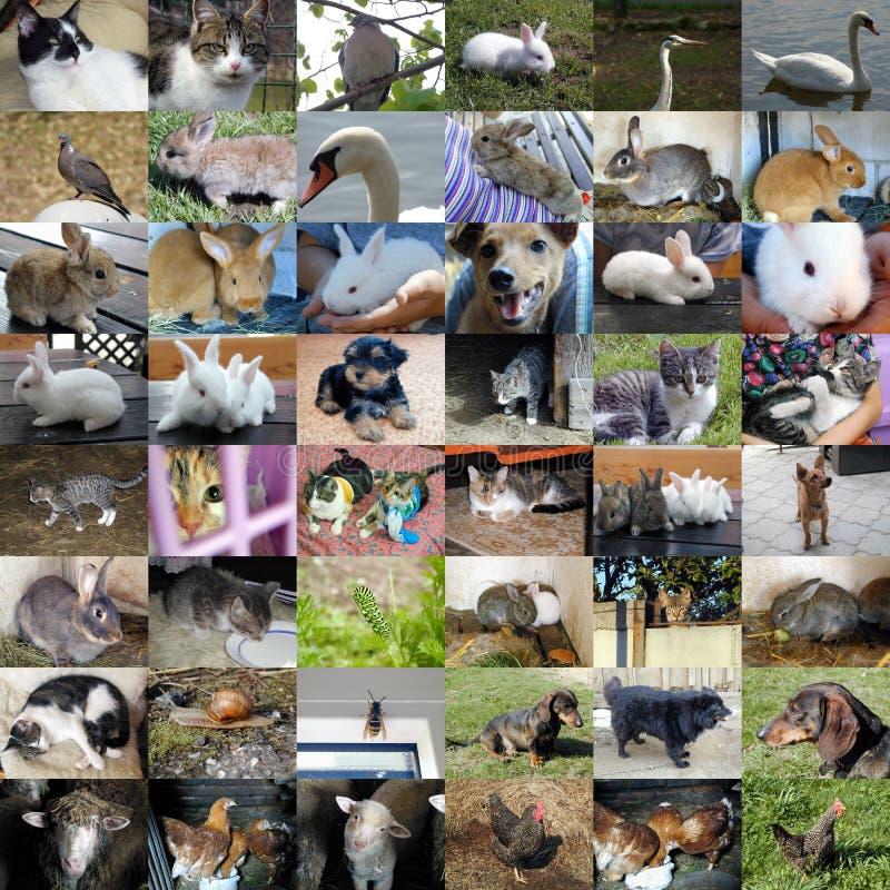 Set of 48 animals photos stock image. Image of animals - 72407797