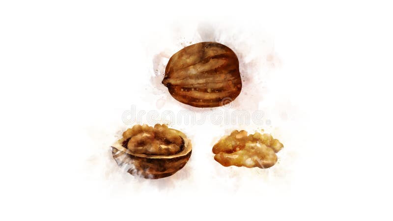 A Set of Animations about a Walnut Stock Footage - Video of drawing ...