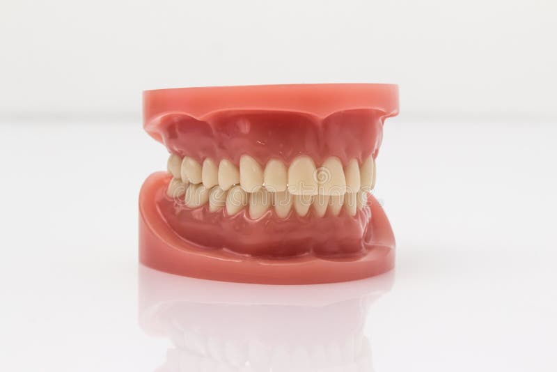 Set of Artificial False Teeth Stock Photo - Image of teeth, table: 49805190