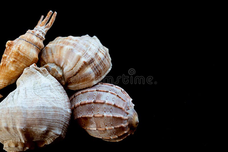 Set Assortment of Sea Shells Long Round Large on a Black Background ...