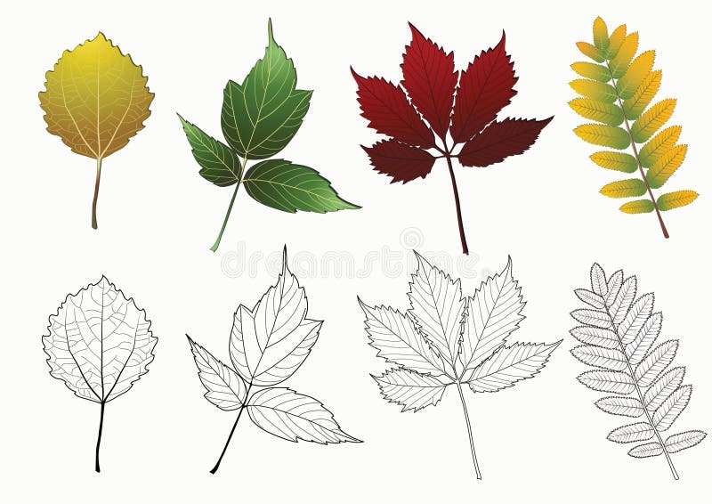 Autumn Leaves with Their Names Stock Illustration - Illustration of ...