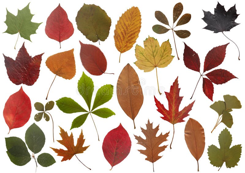 Set of autumn leaves stock image. Image of collection - 6462715