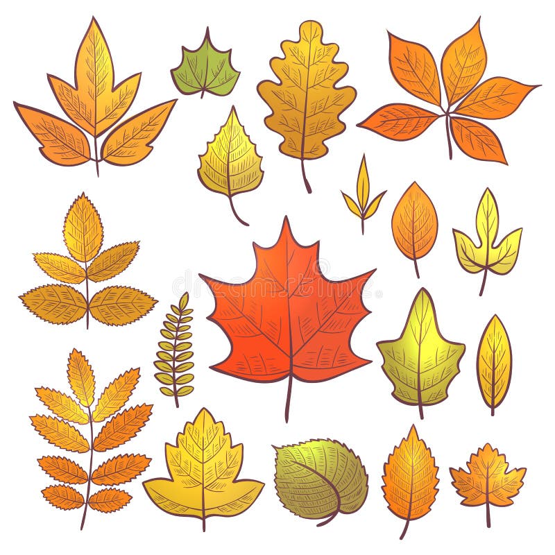 Set of autumn leaves stock vector. Illustration of leaves - 97026788