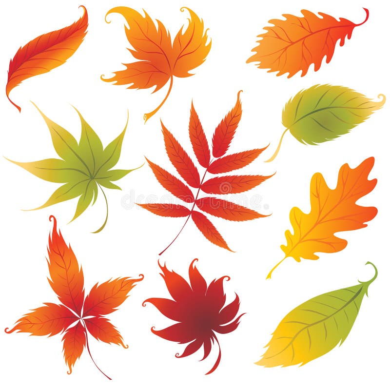 Set Of Autumn Leaves Design Elements Stock Vector Illustration Of
