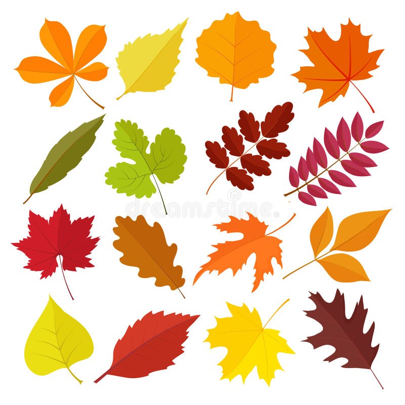 Autumn leaves stock vector. Illustration of bush, aspen - 42271537