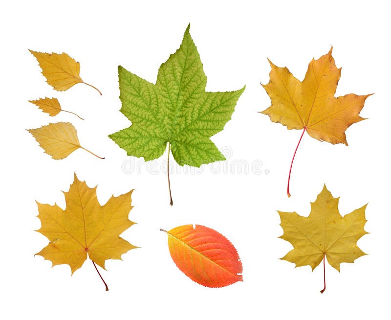 Set autumn leaves stock photo. Image of isolated, green - 82269528