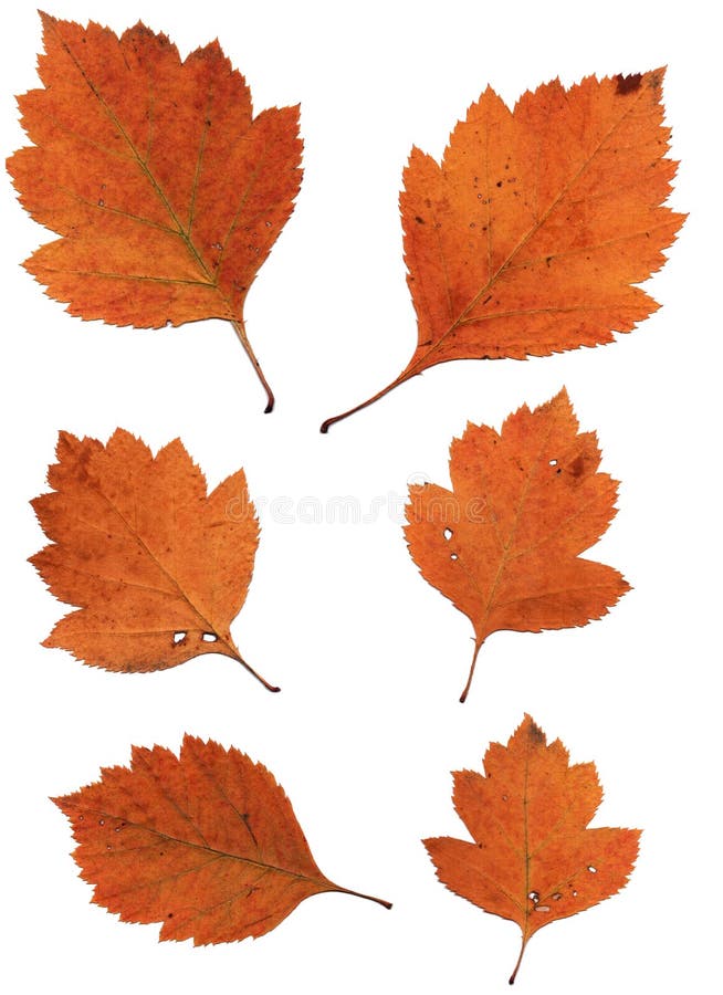 Set of Various Autumn Leaves Isolated on White Stock Image - Image of ...