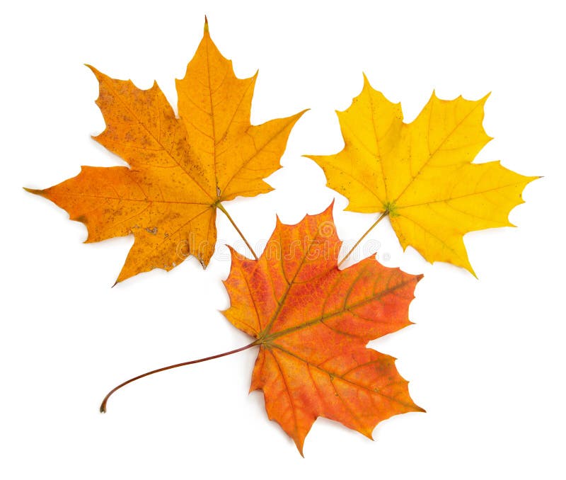 Set of Autumn Maple Leaves Isolated on White Background Stock Image ...