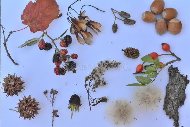 Set of Autumn Nature Elements Stock Image - Image of fall, nature: 77810003