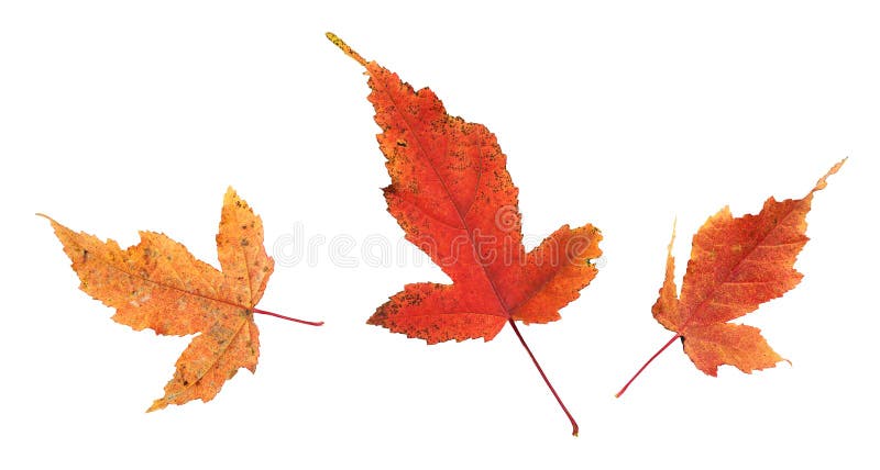 Set of Autumn Red and Orange Eaves Isolated Stock Image - Image of dead ...
