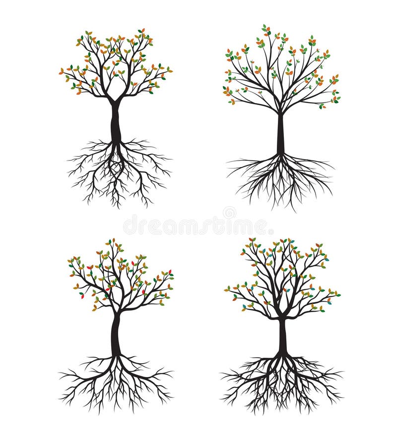 Set of Autumn Tree with Roots. Vector Outline Illustration Stock Vector ... Set of Autumn Tree with Roots. Vector Outline Illustration Stock Vector ...
