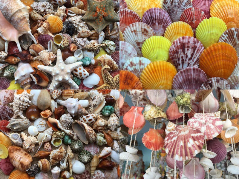 Set of Background of Various Sea Shells Stock Image - Image of backdrop ...