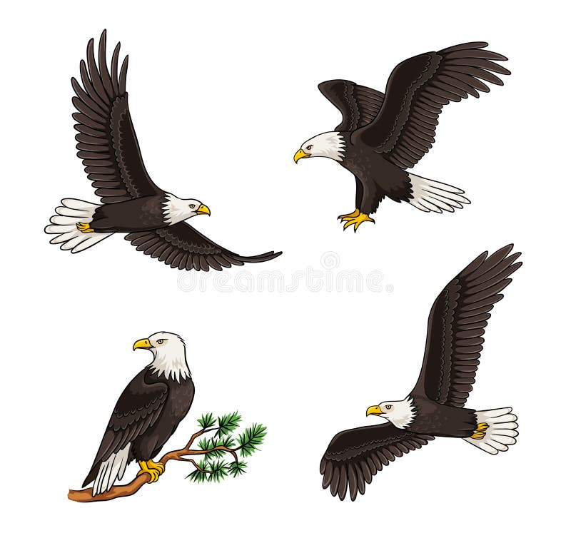 Realistic Bald Eagle Stock Illustrations – 1,165 Realistic Bald Eagle ...