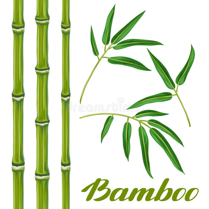 Set of Bamboo Plants and Leaves. Objects for Decoration, Design on ...
