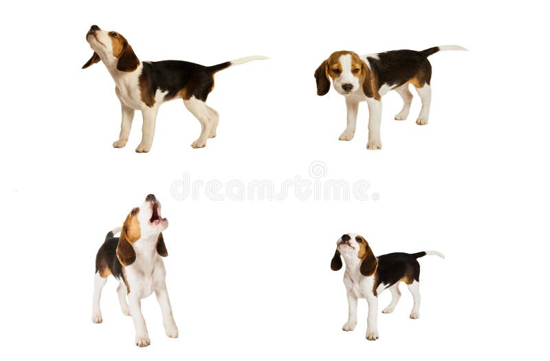 Set of beagle puppies stock image. Image of adorable - 28621071